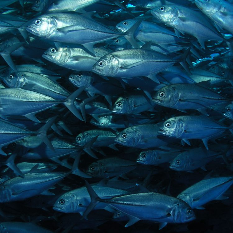 Pure Nature - Cabo Private Guide