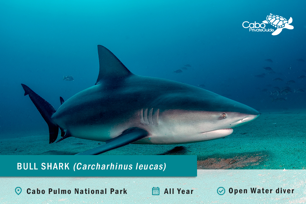 Cabo San Lucas : Shark Species to Dive with in Baja California