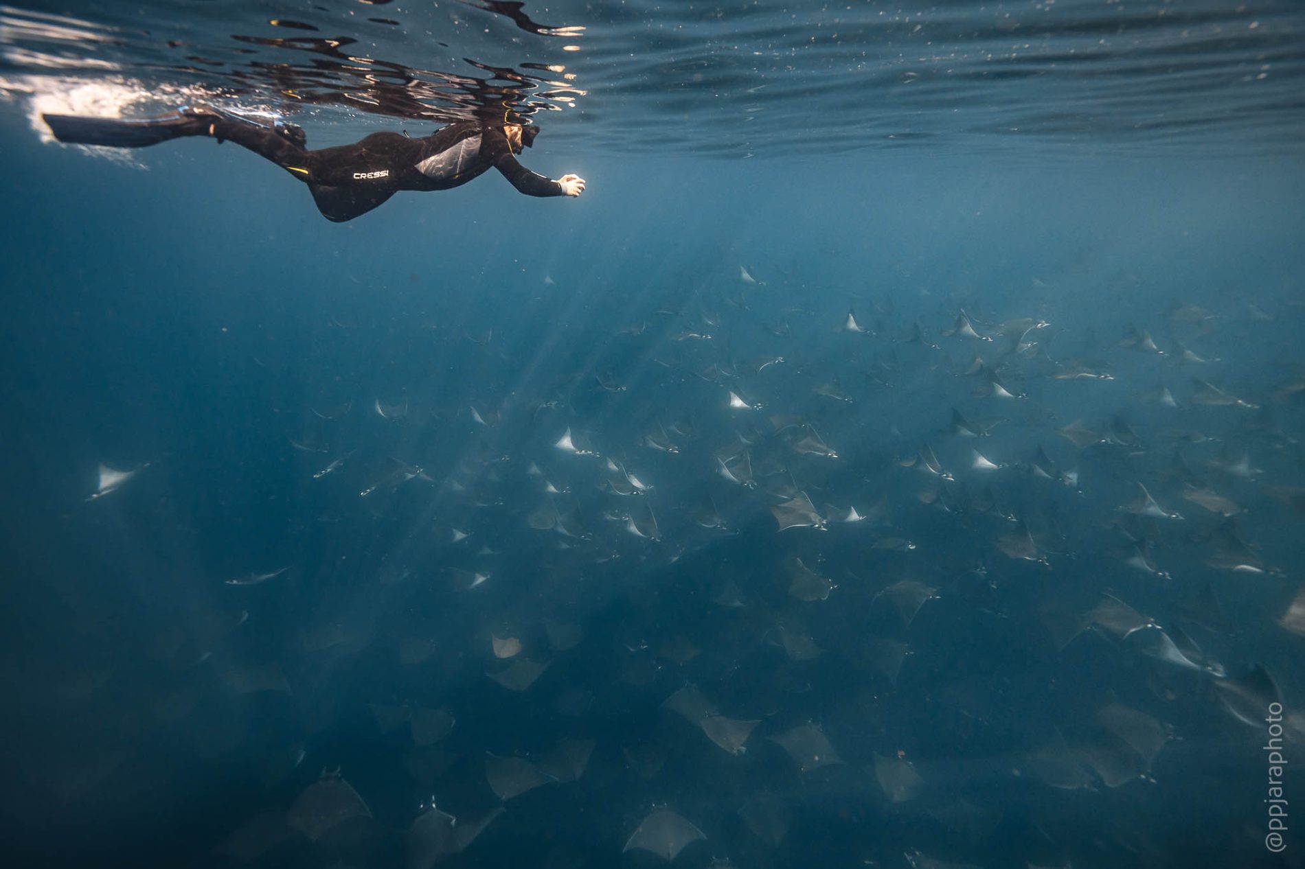 Mobula Rays migration | Private Sea of Cortez snorkeling tour