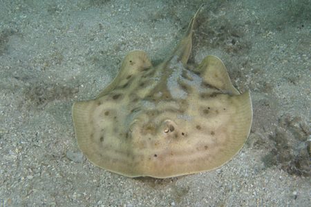 Marinelife identification : Rays Species in Cabo San Lucas