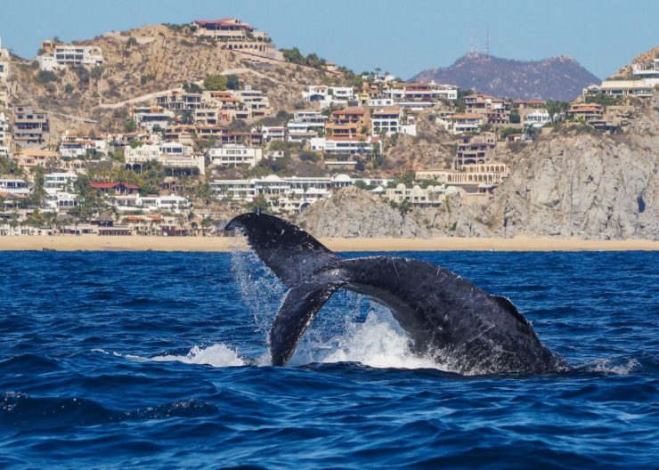 Private Whale watching tour in Los Cabos