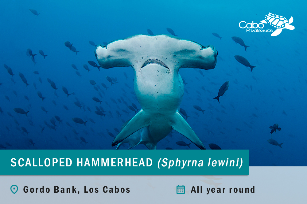 Cabo San Lucas : Shark Species to Dive with in Baja California