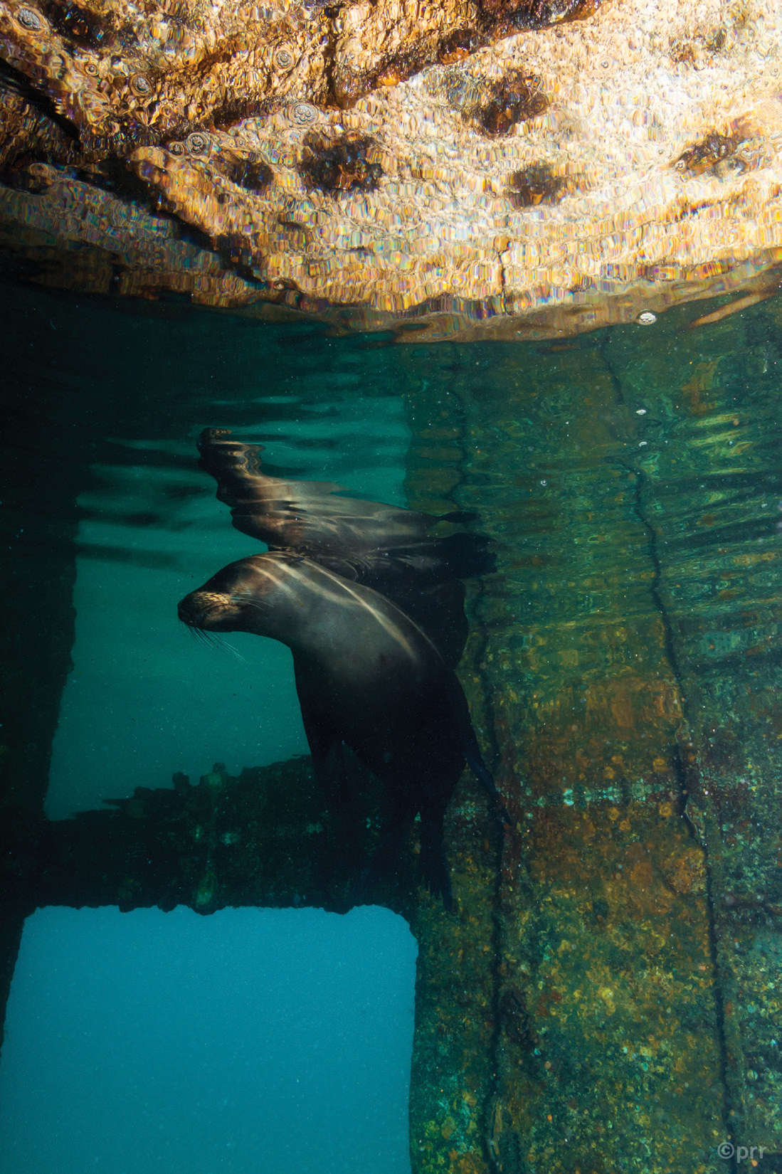 La Paz shipwreck : Dive the Fang Ming Wreck | Cabo Private Guide