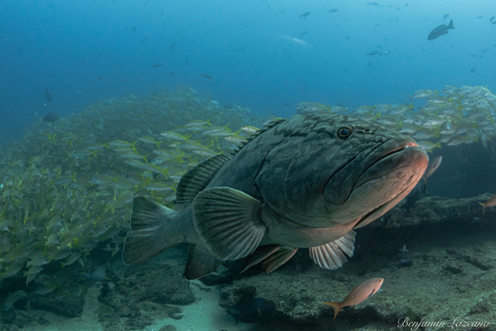 Scuba diving package in Baja California and Cabo San Lucas