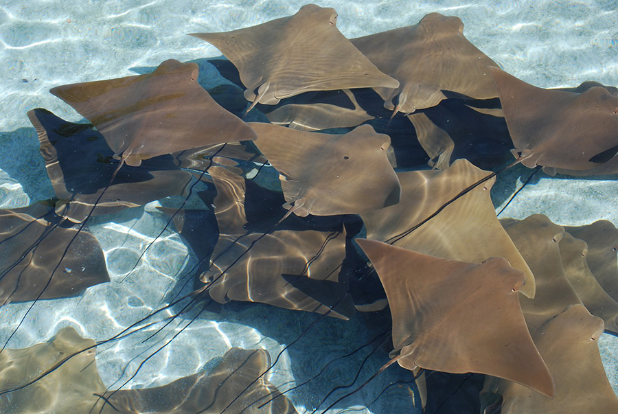 Marinelife identification : Rays Species in Cabo San Lucas