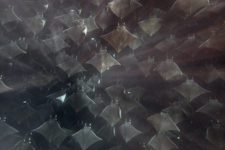 Mobula Rays migration | Private Sea of Cortez snorkeling tour