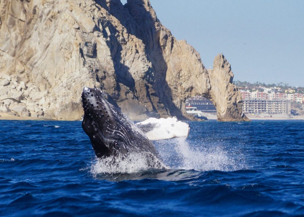Private Whale watching tours | Cabo San Lucas
