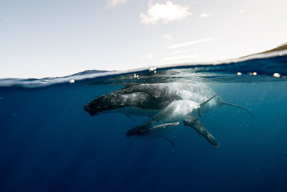 Whale & Dive Combo Tour in Cabo San Lucas | Cabo Private Guide