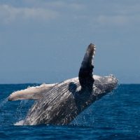 The Humpback Whales of Cabo San Lucas | Cabo Private Guide