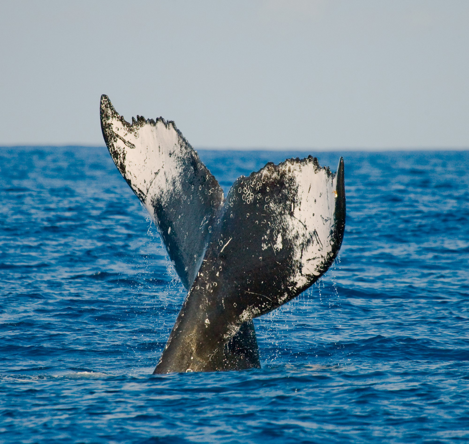 The Humpback Whales of Cabo San Lucas | Cabo Private Guide