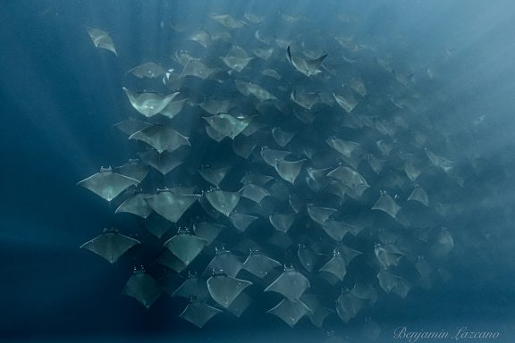 Private Mobula Rays Tour | Cabo San Lucas | Diving & Snorkeling combo