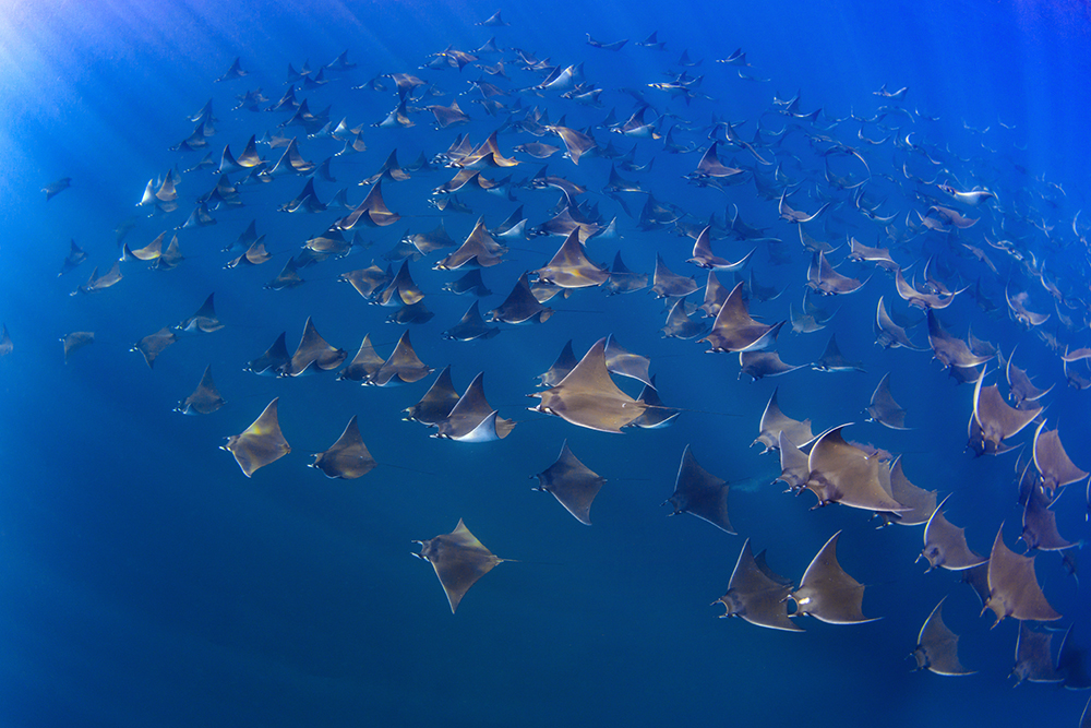 Mobula Rays migration | Private Sea of Cortez snorkeling tour