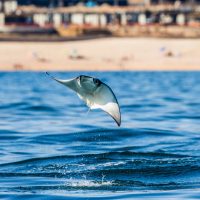 Baja California : The Flight of the Mobula Rays in Cabo