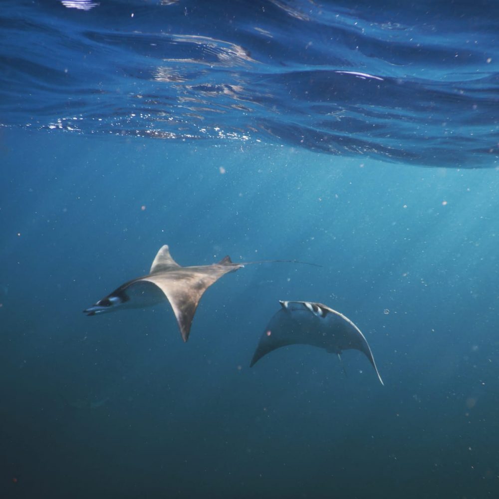 Baja California : The Flight of the Mobula Rays in Cabo