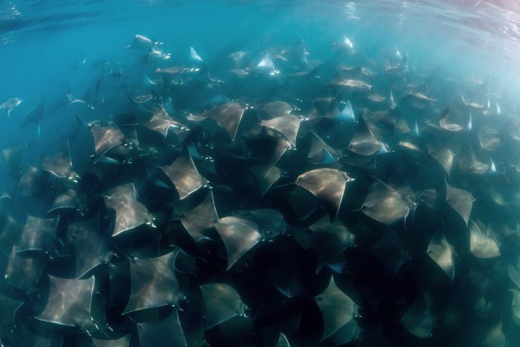 Private Mobula Rays Tour | Cabo San Lucas | Diving & Snorkeling combo