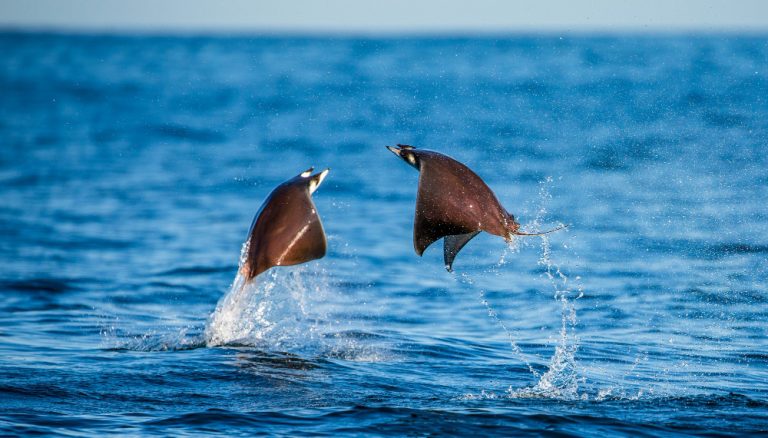 Baja California : The Flight of the Mobula Rays in Cabo