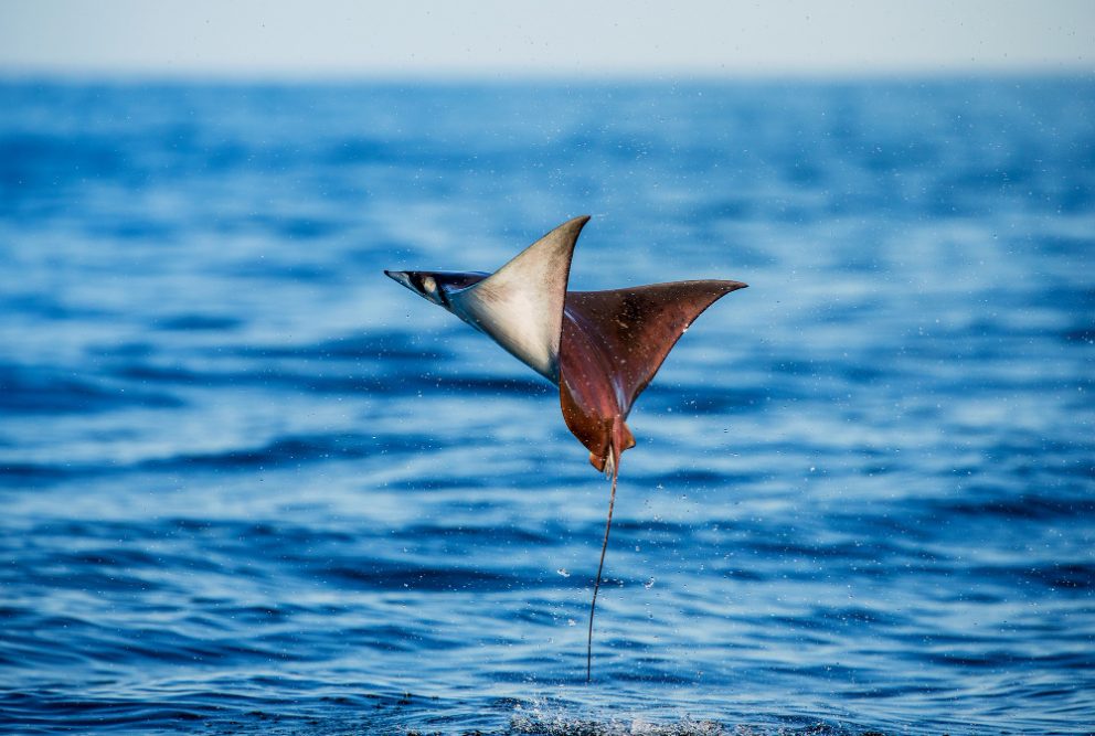 Baja California : The Flight of the Mobula Rays in Cabo