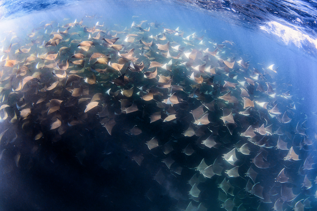 Baja California : The Flight of the Mobula Rays in Cabo