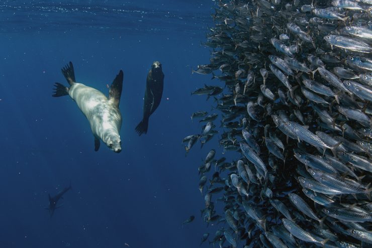 Scuba diving package in Baja California and Cabo San Lucas