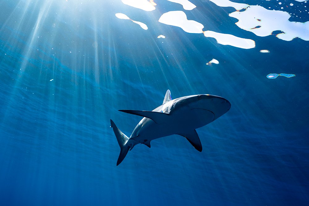 Cabo San Lucas : Shark Species to Dive with in Baja California