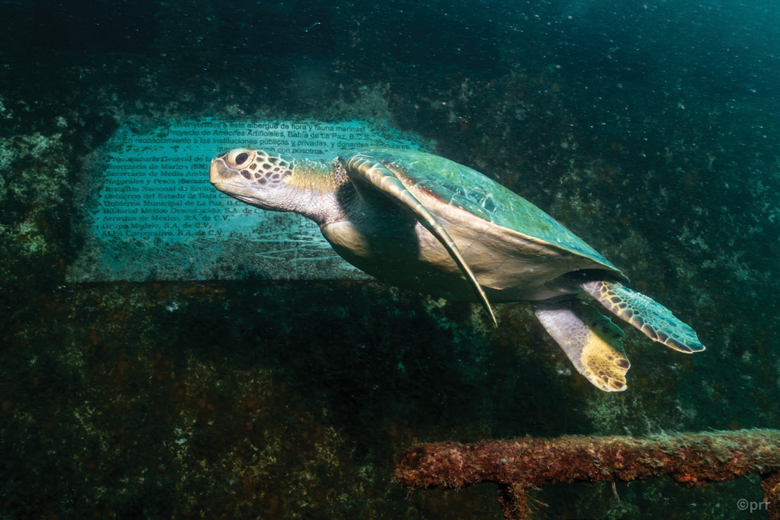La Paz shipwreck : Dive the Fang Ming Wreck | Cabo Private Guide
