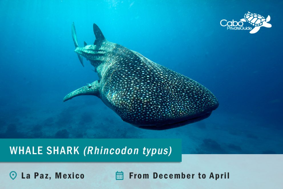 Cabo San Lucas : Shark Species to Dive with in Baja California