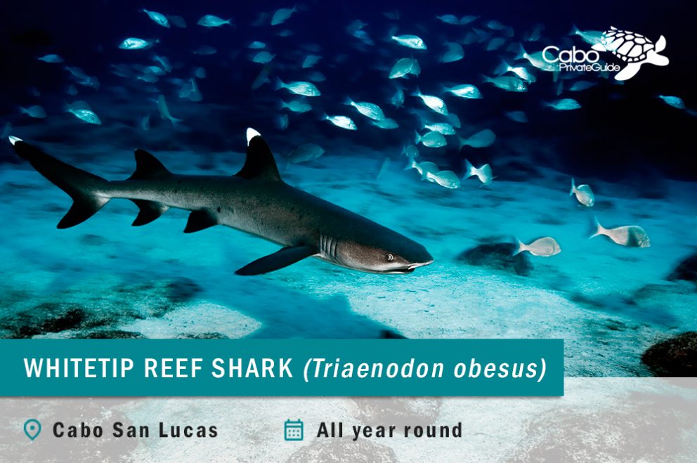 Cabo San Lucas : Shark Species to Dive with in Baja California
